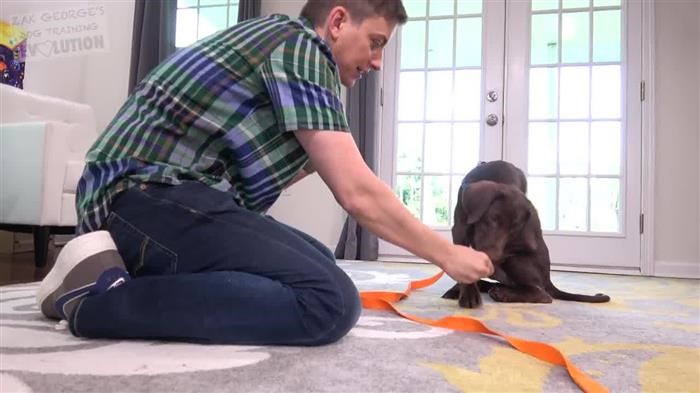 Best Potty Training Small Dogs Tips Resources and Information Online ...